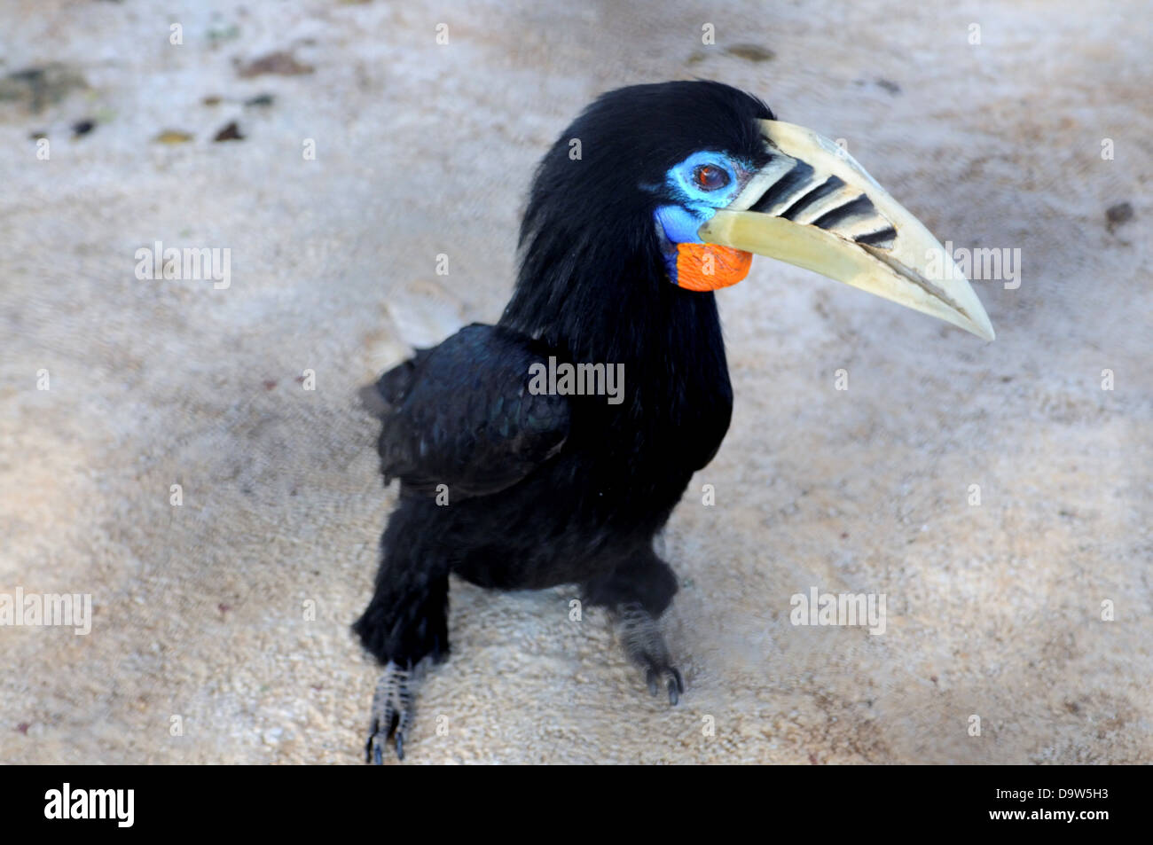 Colorful bird at the golden rock, Kyaiktiyo Pagoda, Kyaikto, Mon State ...