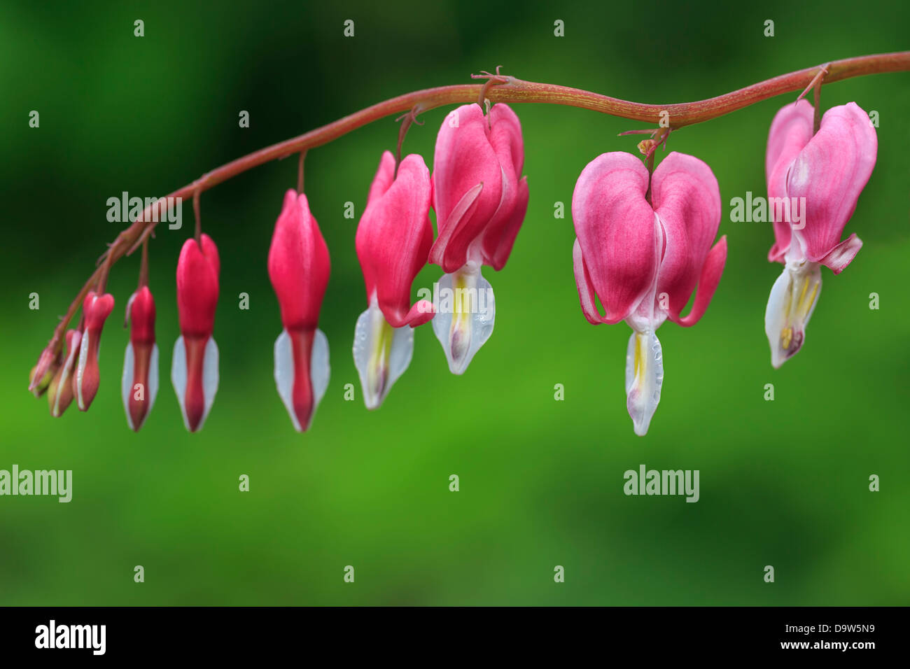 Close up heart bleeding hi-res stock photography and images - Alamy