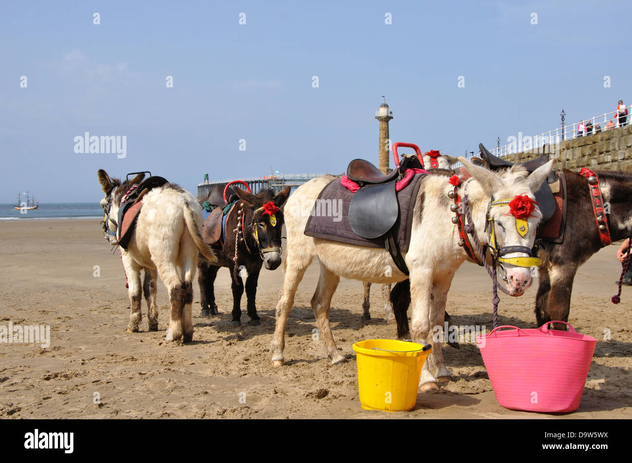 Donkeys on beach hi-res stock photography and images - Alamy