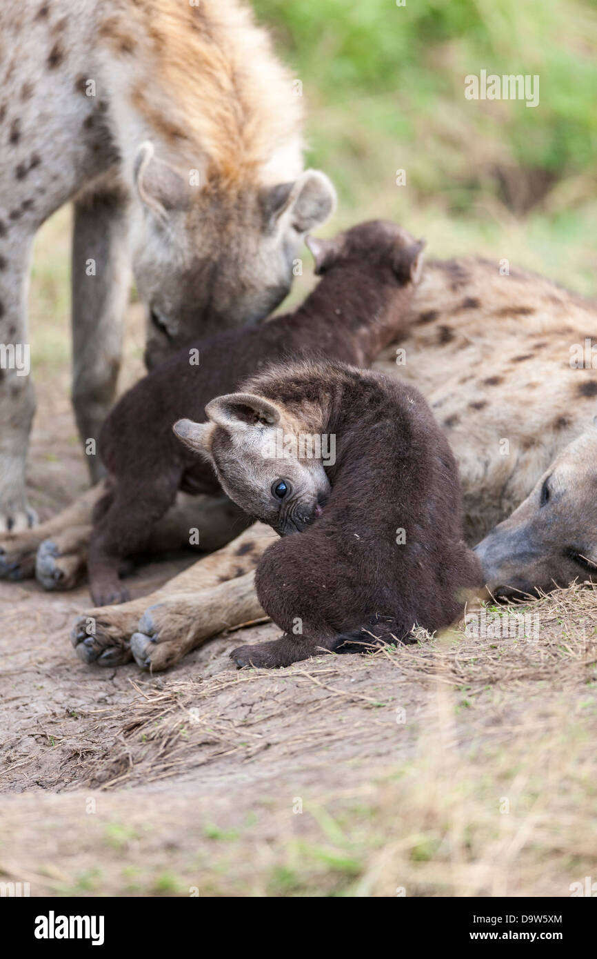 Africa, Kenya, Maasai Mara. Spotted (Laughing) Hyena (Crocuta crocuta ...
