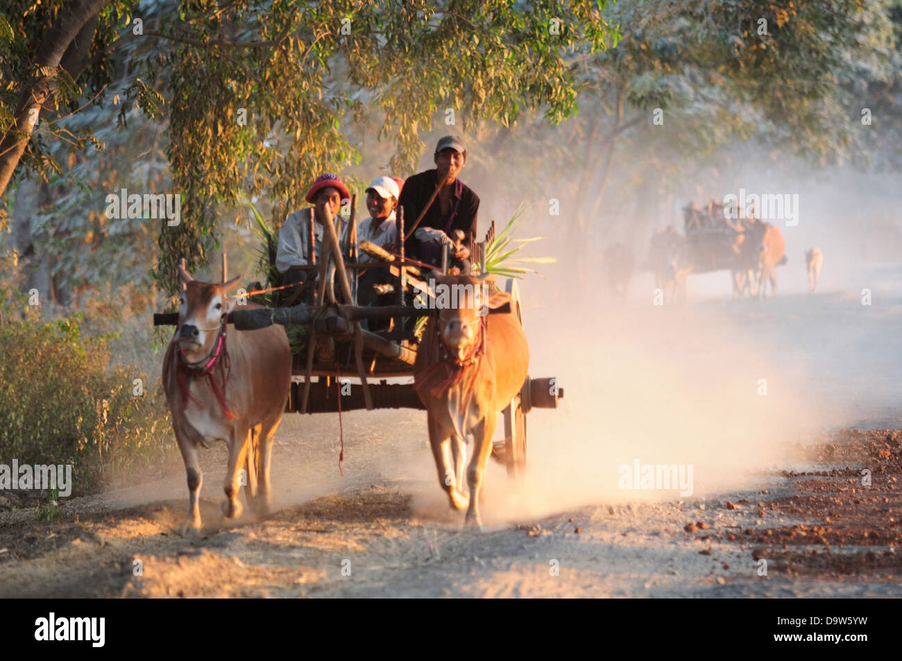 Riding ox cart hi-res stock photography and images - Alamy