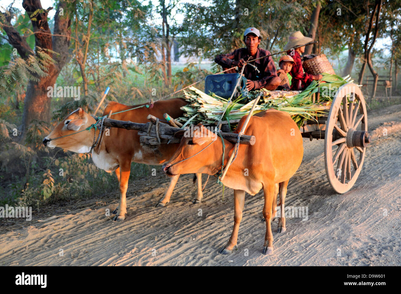 Ox drawn vehicle hi-res stock photography and images - Alamy