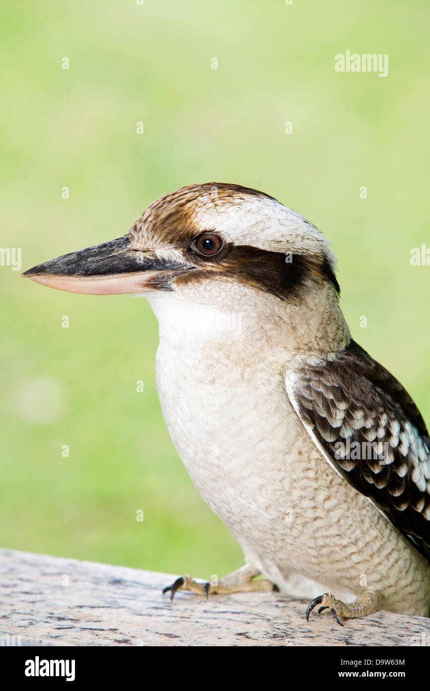 Native bird australian hi-res stock photography and images - Alamy