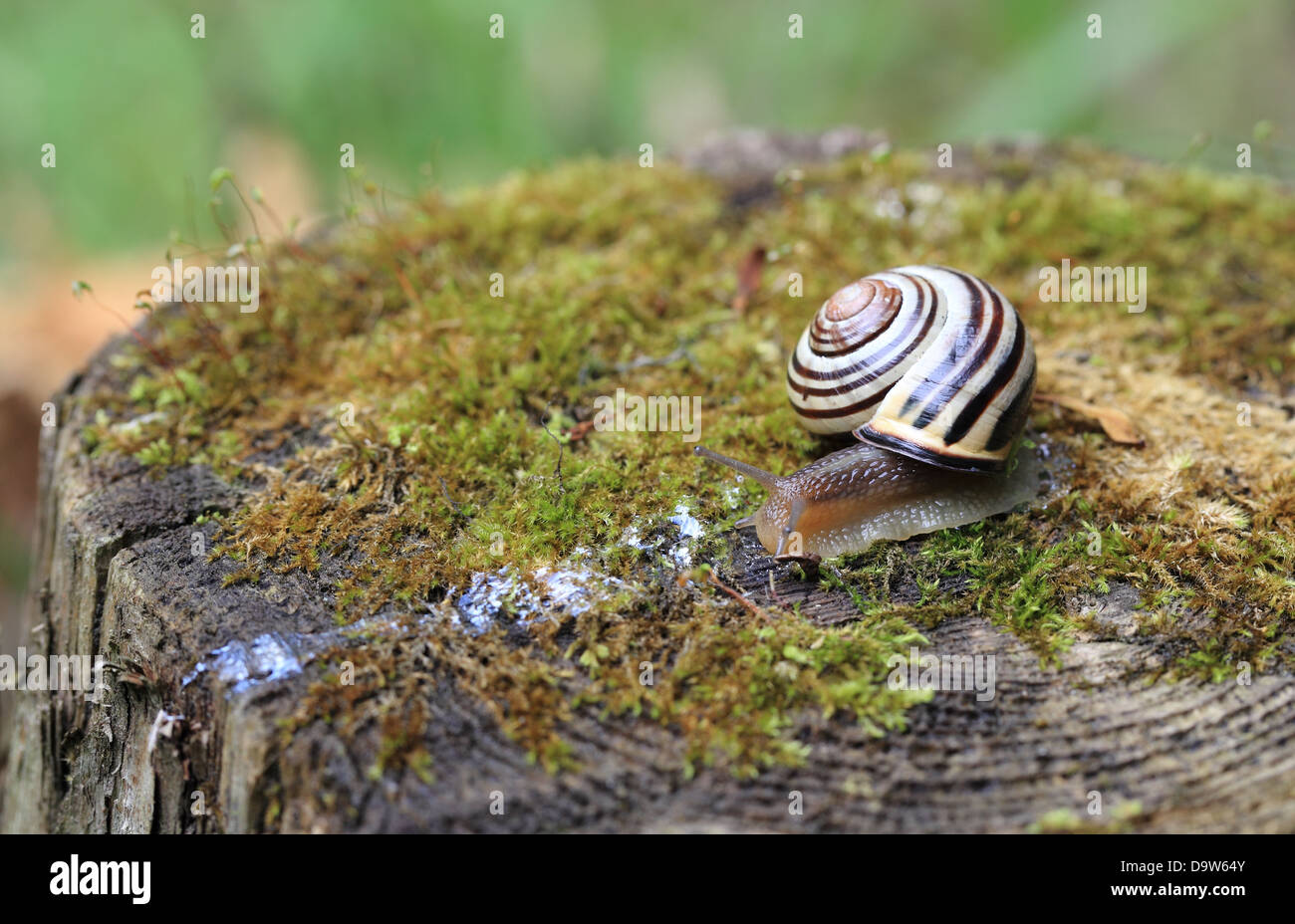 Cepaea nemoralis banded snail hi-res stock photography and images - Alamy