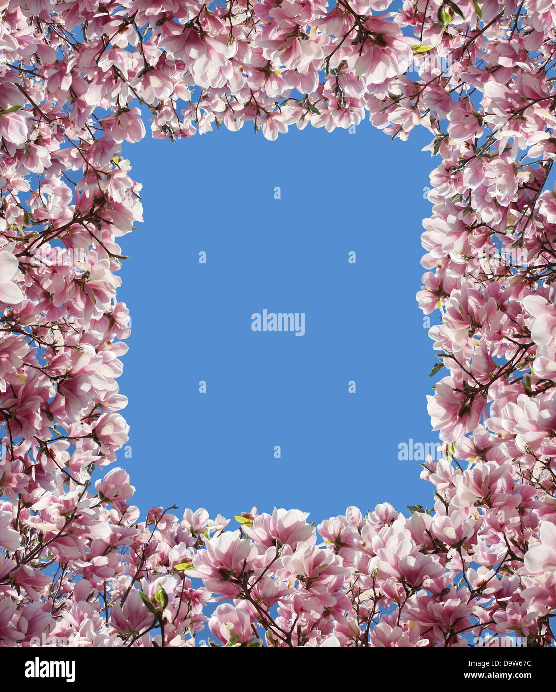 Magnolia flower border frame pink hi-res stock photography and images ...