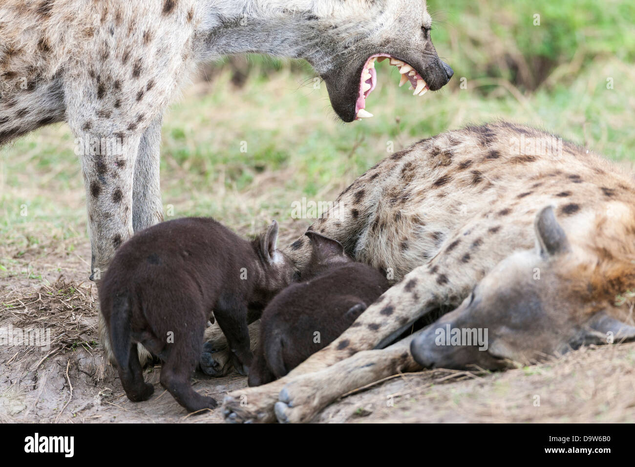 Spotted hyena teeth hi-res stock photography and images - Alamy