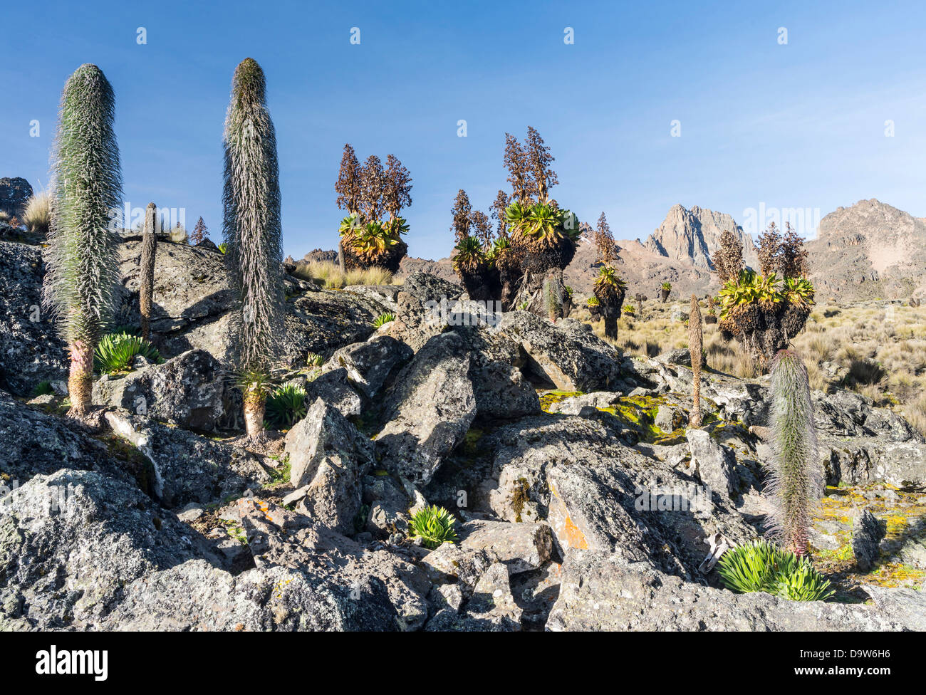 Africa, Kenya. Giant Groundsel and Giant Lobelia in the Mount Kenya ...