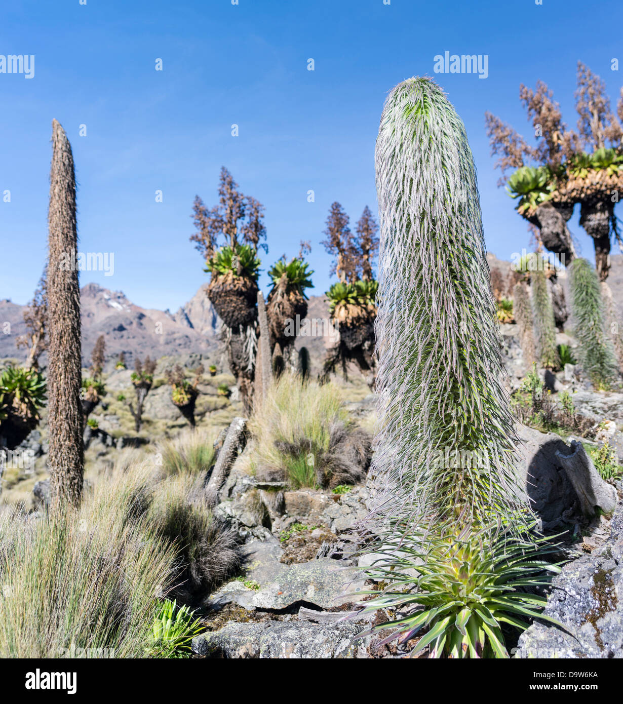 Africa, Kenya. Giant Groundsel and Giant Lobelia in the Mount Kenya ...