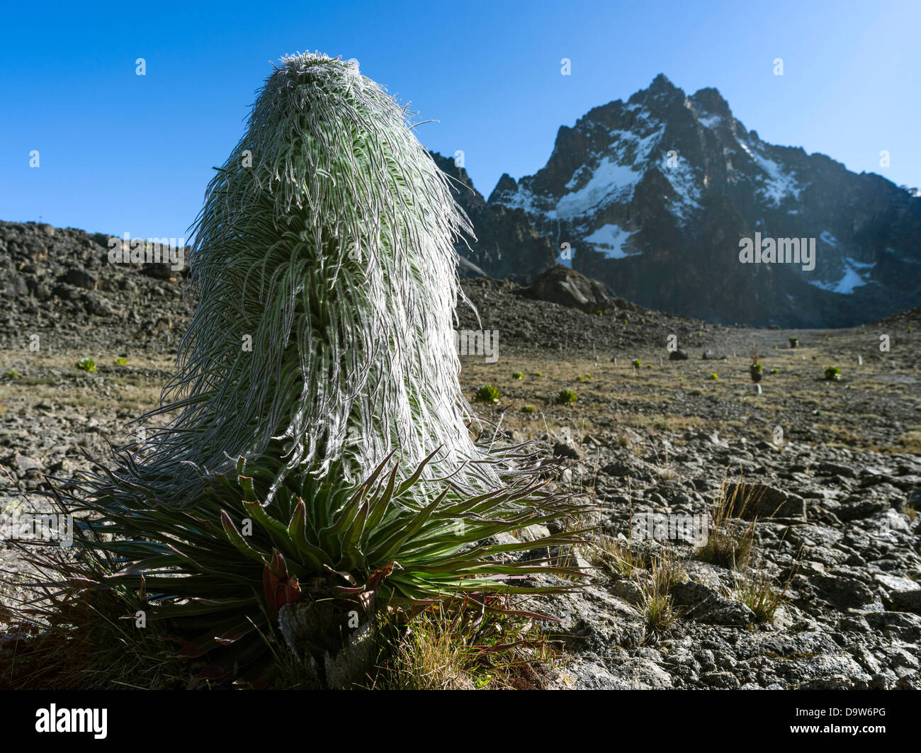 Africa, Kenya. Giant Groundsel and Giant Lobelia in the Mount Kenya ...