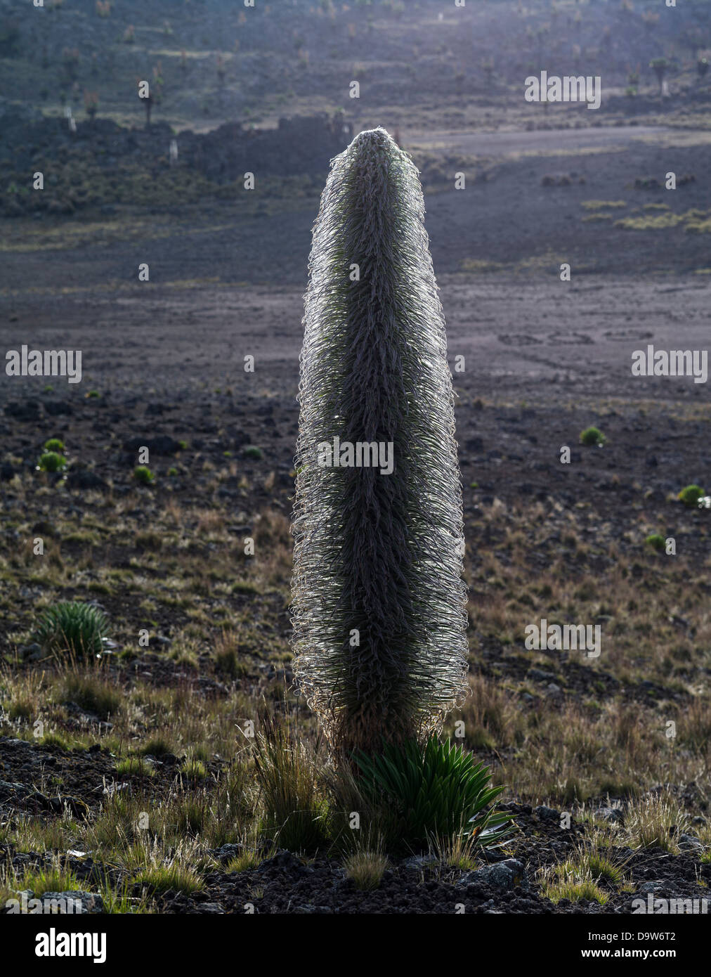 Giant Lobelia (Lobelia telekii) in Mount Kenya National Park, Kenya ...