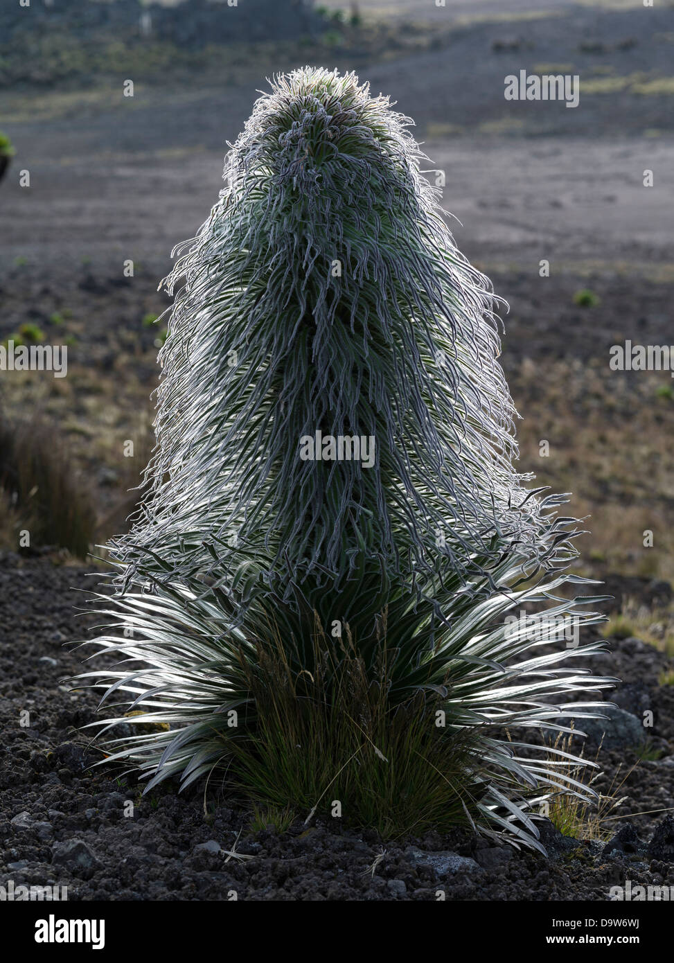 Giant Lobelia (Lobelia telekii) in Mount Kenya National Park, Kenya ...