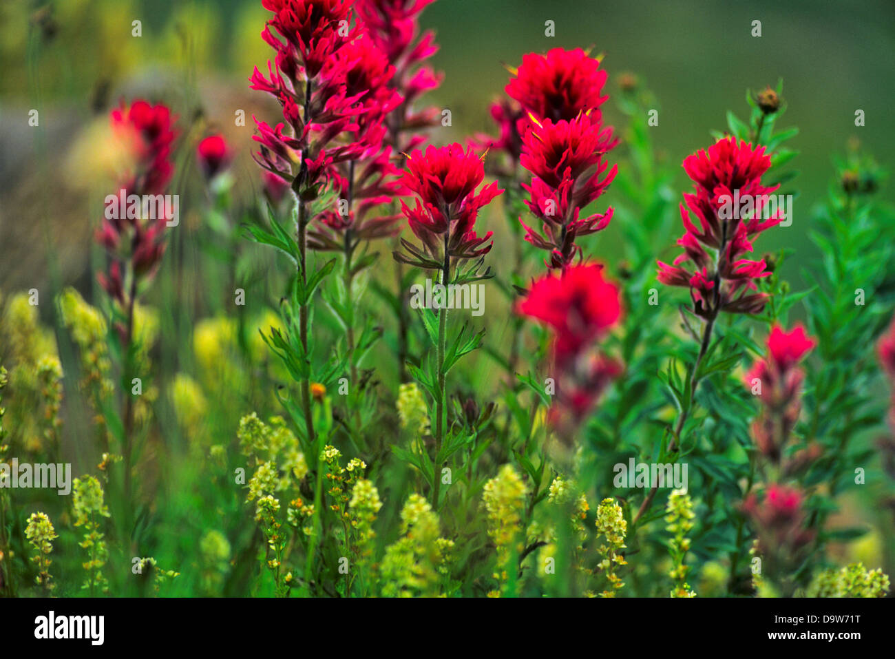 USA, Washington State, Mount Rainier National Park, Indian paintbrush ...