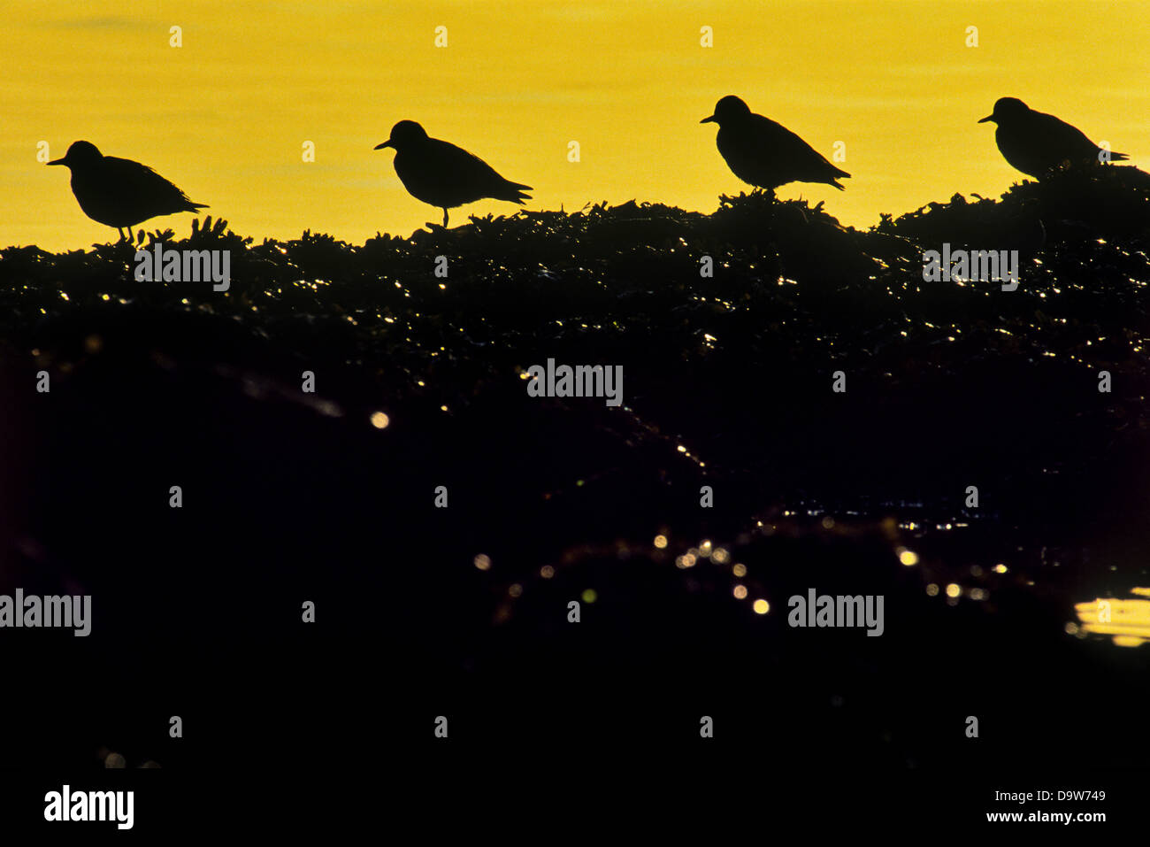 Canada, British Columbia, Vancouver Island, Birds on lake shore Stock ...
