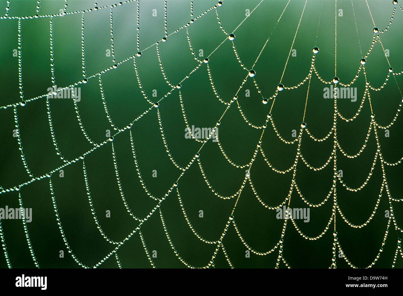 Canada, British Columbia, Vancouver Island, Close-up view of spider web ...