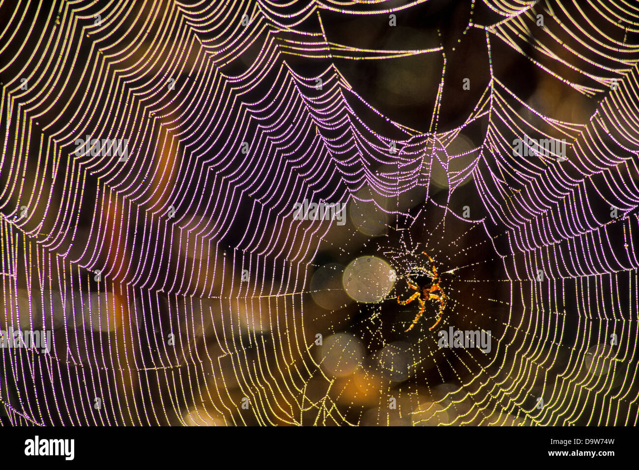 Canada, British Columbia, Vancouver Island, Close-up view of spider web ...