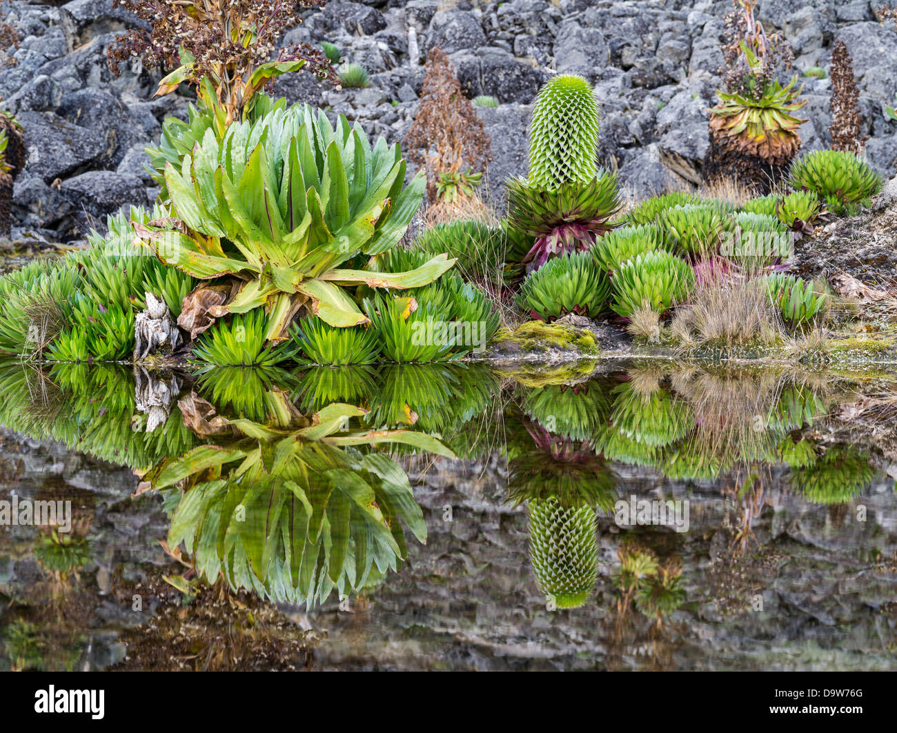 Giant Lobelia (Lobelia deckenii) with giant groundsel reflected in a ...