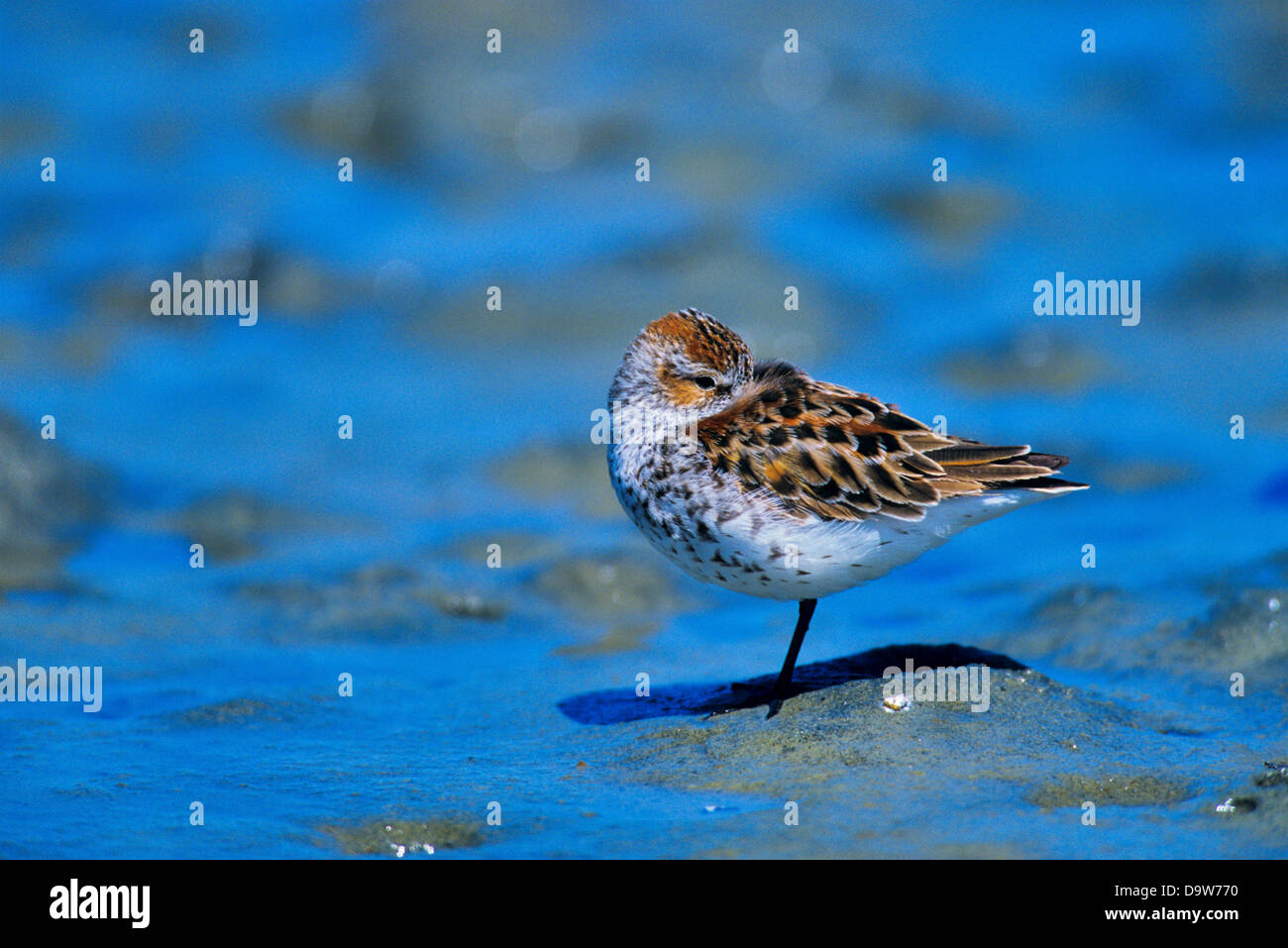 Canada, British Columbia, Vancouver Island, Bird on lake shore Stock ...
