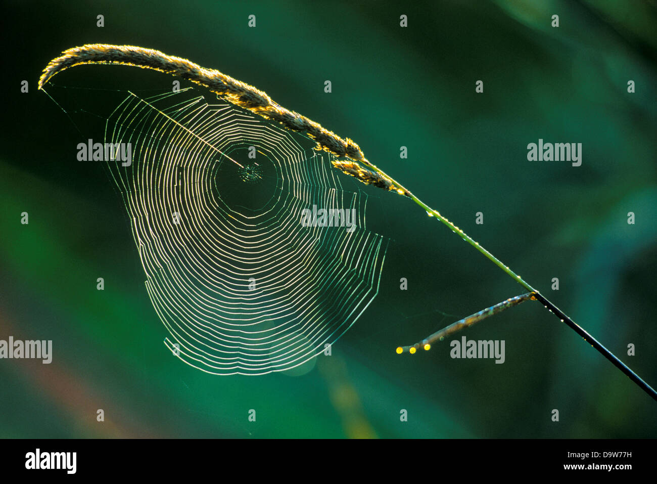 Canada, British Columbia, Vancouver Island, Close-up view of spider web ...