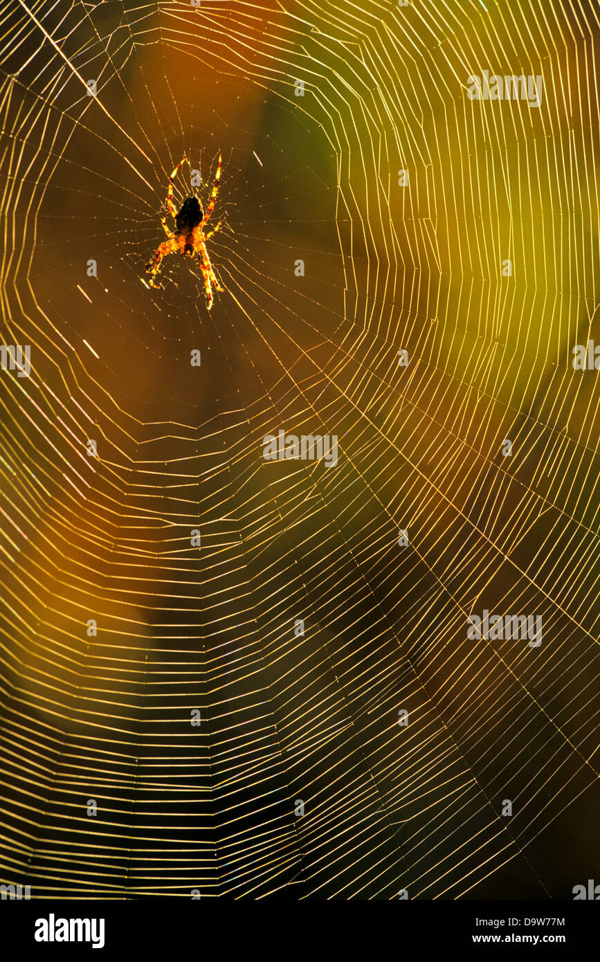Canada, British Columbia, Vancouver Island, Close-up view of spider web ...