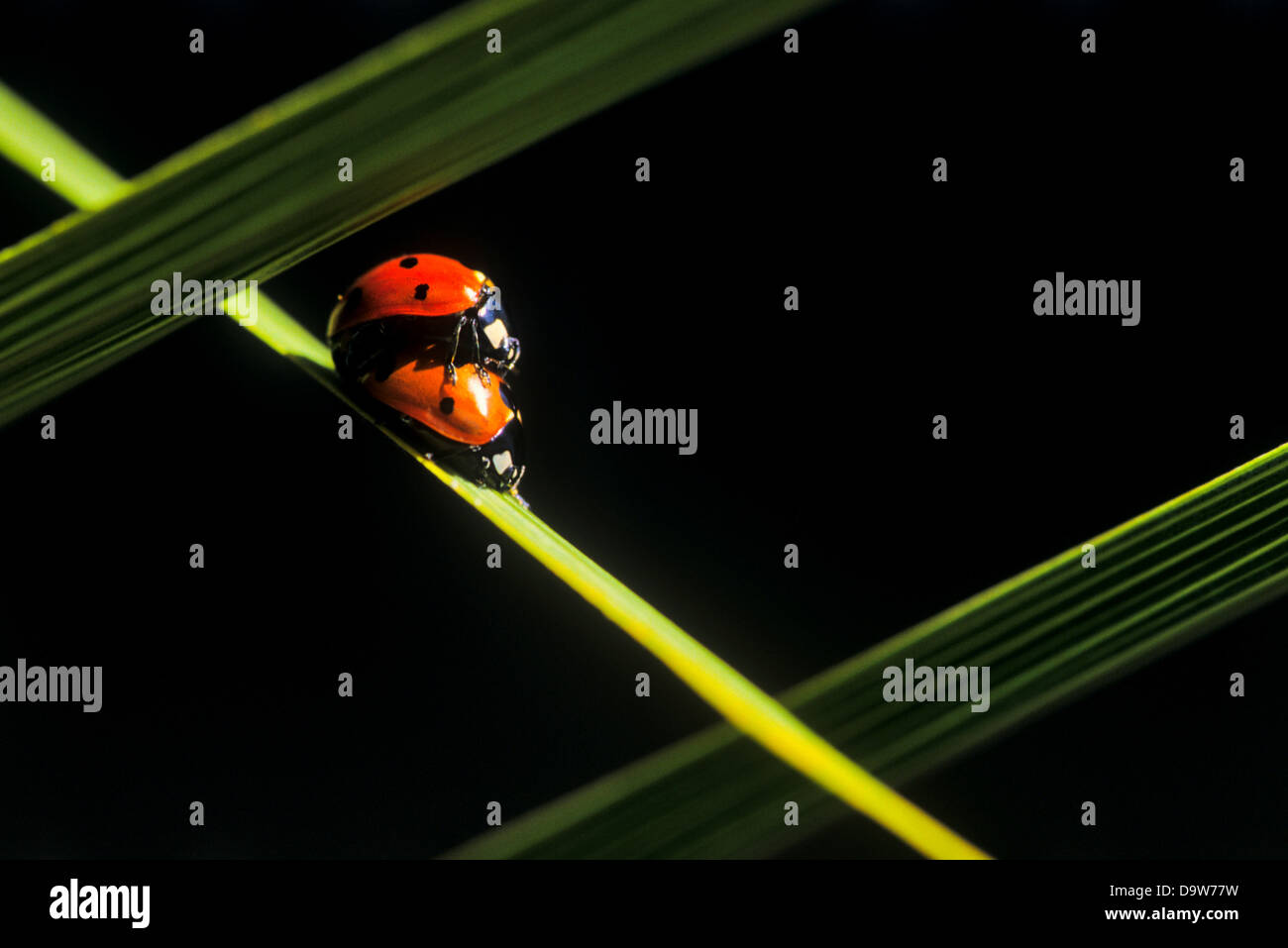 Canada, British Columbia, Vancouver Island, Lady bugs mating Stock ...