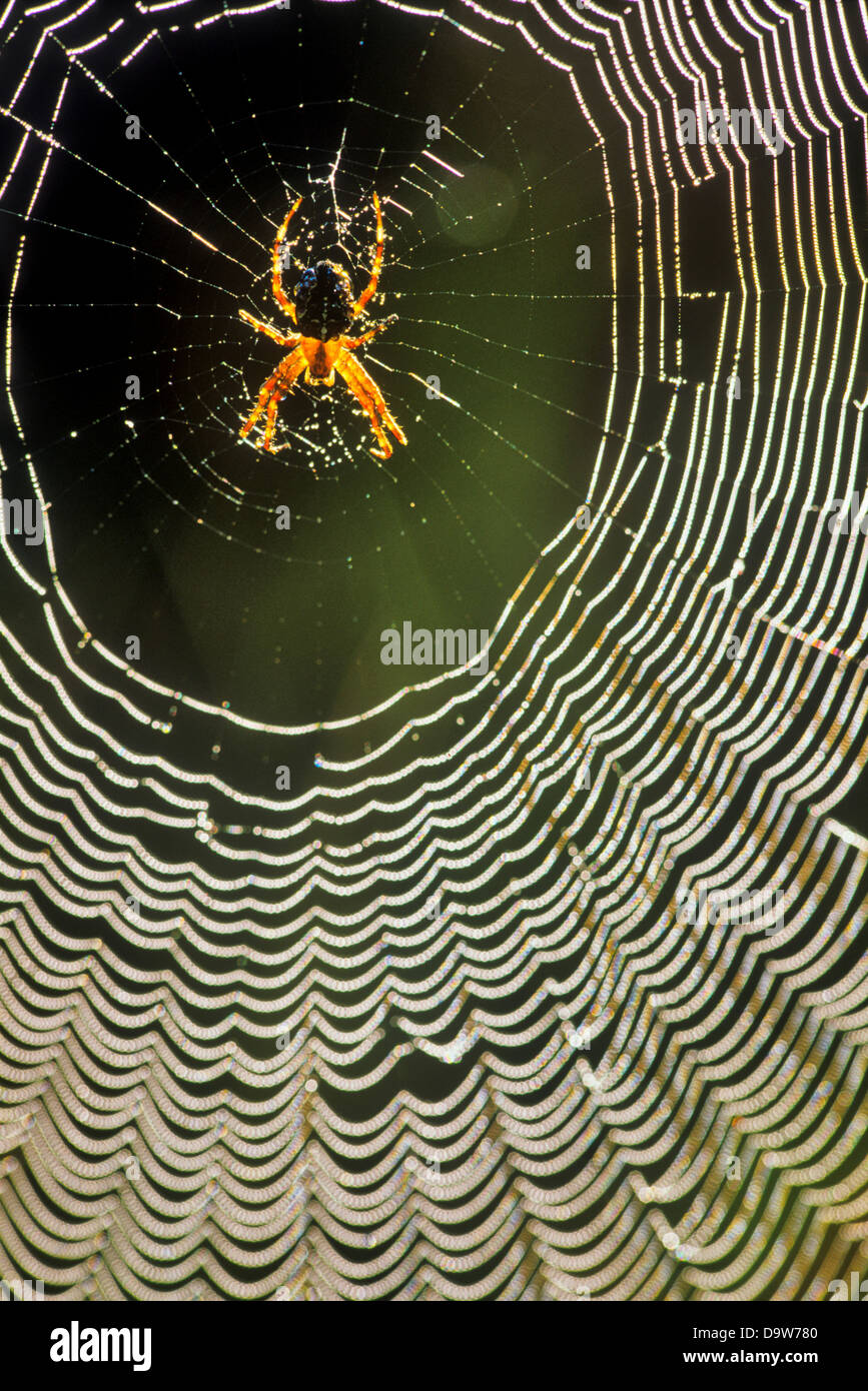 Canada, British Columbia, Vancouver Island, Close-up view of spider ...
