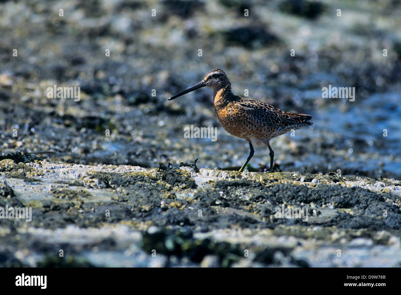 Canada, British Columbia, Vancouver Island, Bird on lake shore Stock ...