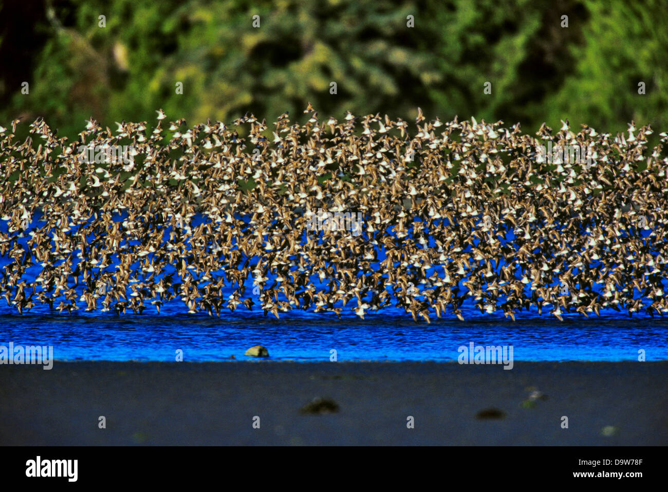 Canada, British Columbia, Vancouver Island, Birds on lake shore Stock ...