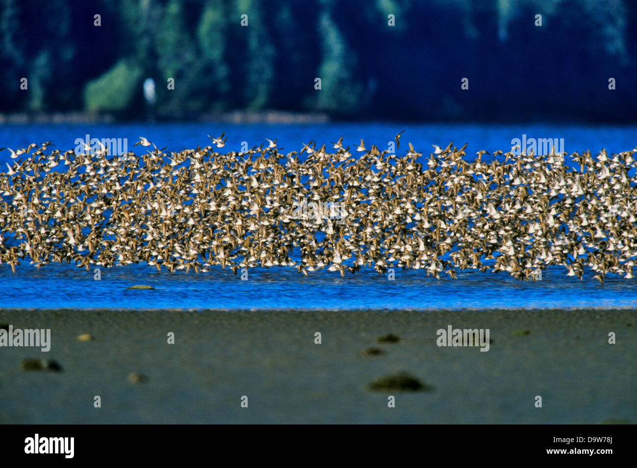 Canada, British Columbia, Vancouver Island, Birds on lake shore Stock ...