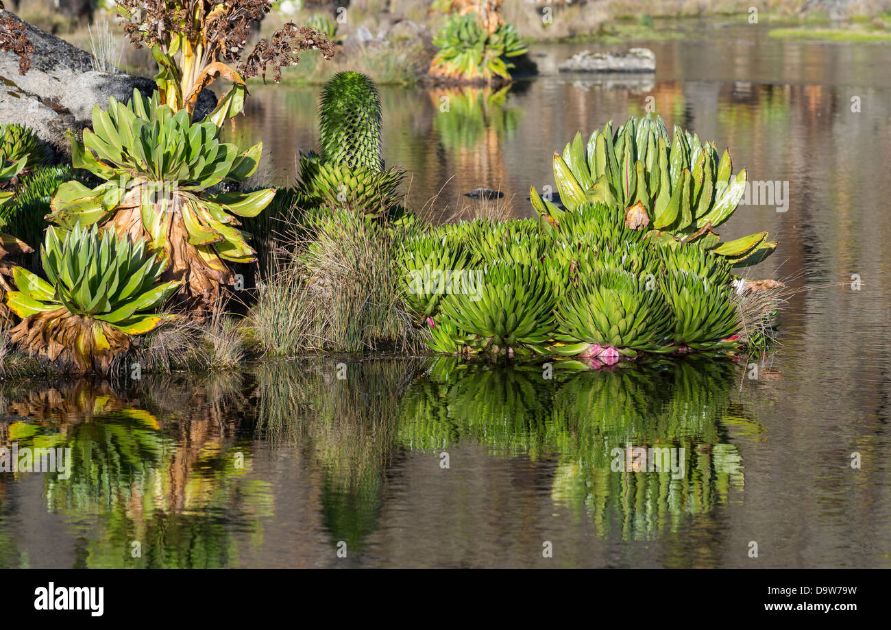 Giant Lobelia (Lobelia deckenii) with giant groundsel reflected in a ...