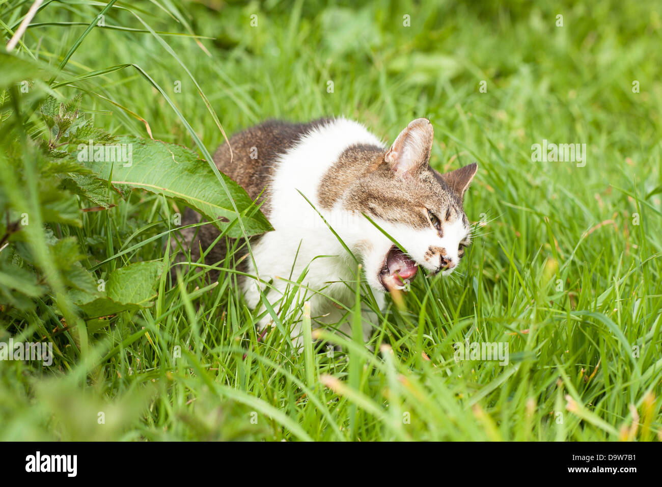 Angry white cat hi-res stock photography and images - Alamy