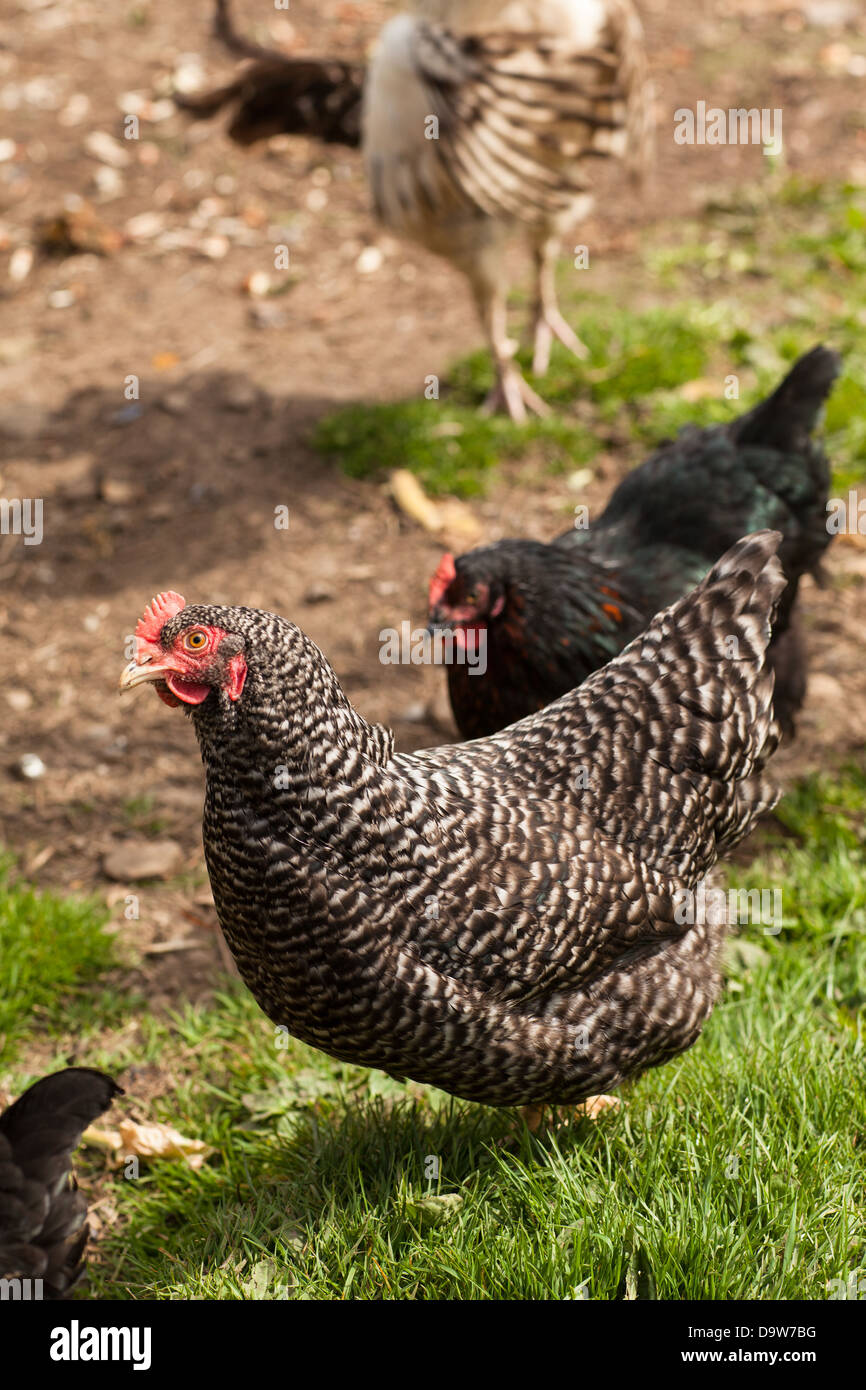 Hens walking in the grass Stock Photo - Alamy