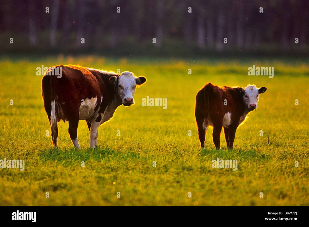 Canada, British Columbia, Vancouver Island, Cows on pasture Stock Photo ...