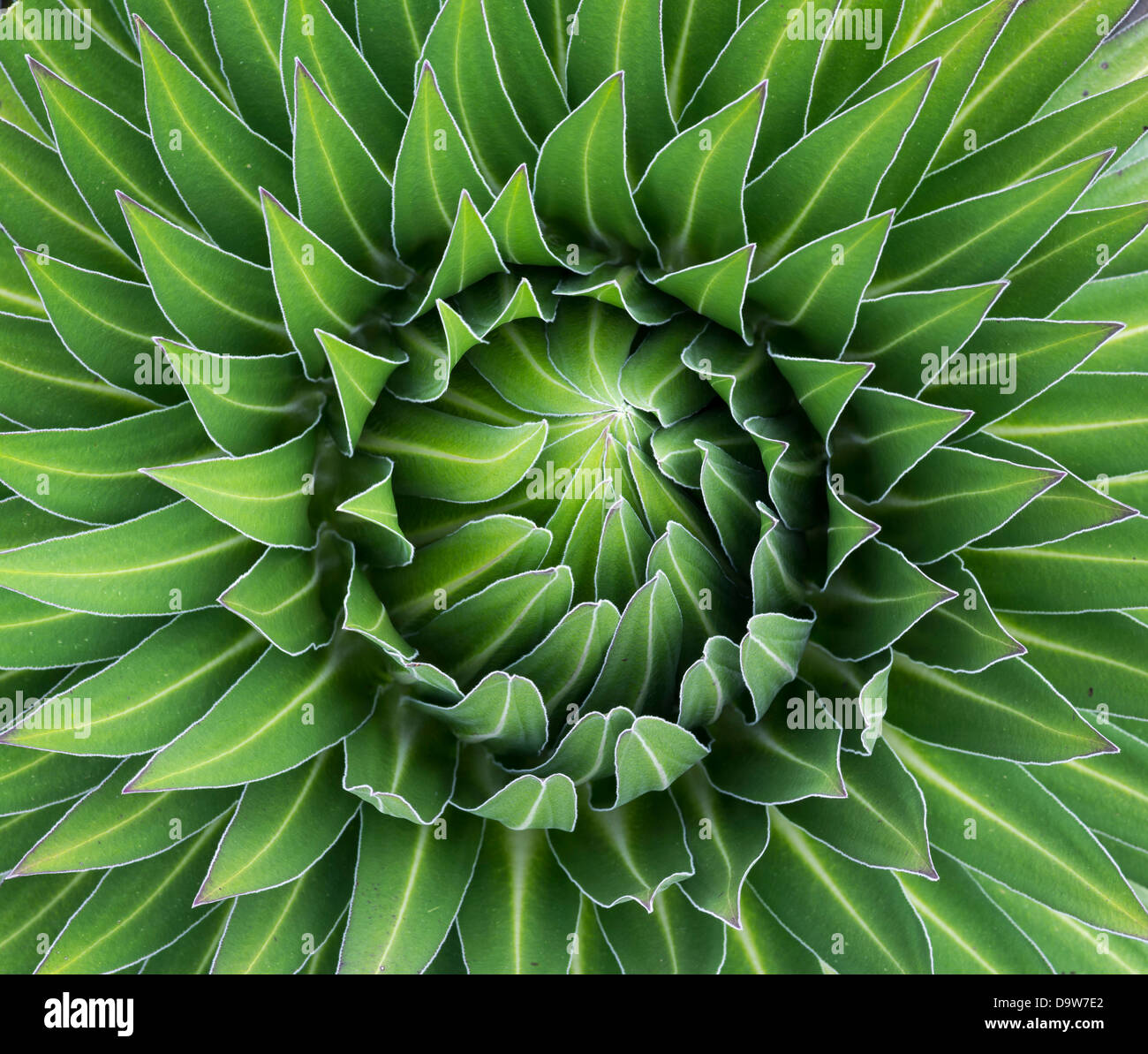 Giant Lobelia (Lobelia telekii) rosette of leaves, Mount Kenya National ...