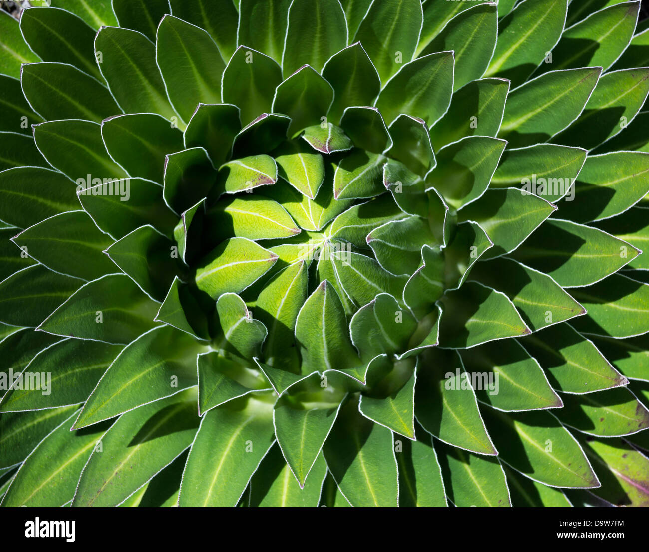 Giant Lobelia (Lobelia telekii) rosette of leaves, Mount Kenya National ...
