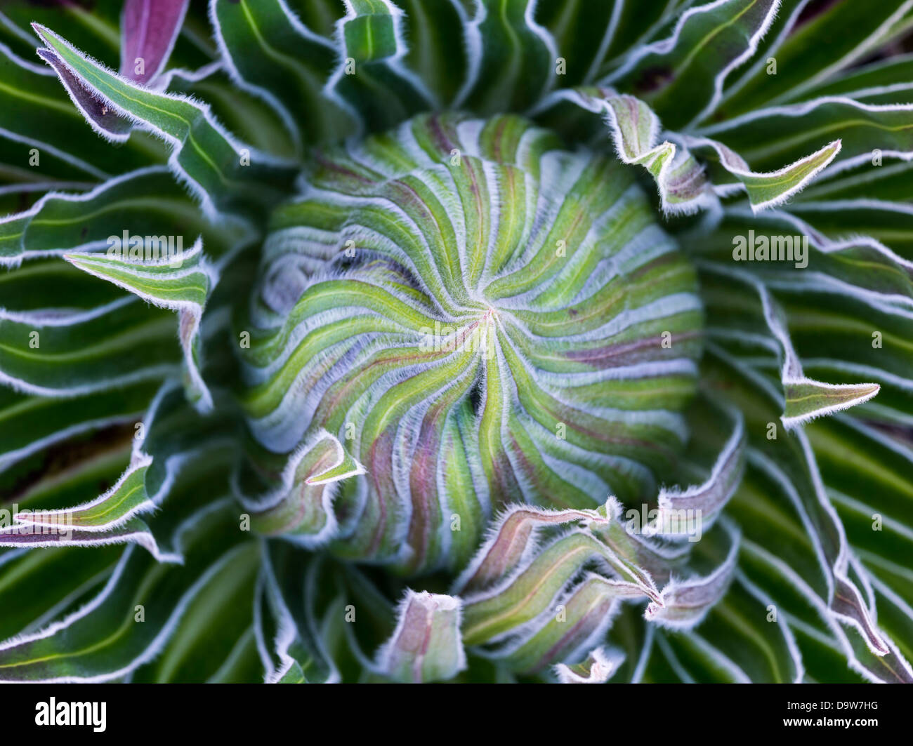 Giant Lobelia (Lobelia telekii) inflorescence growing out of the ...
