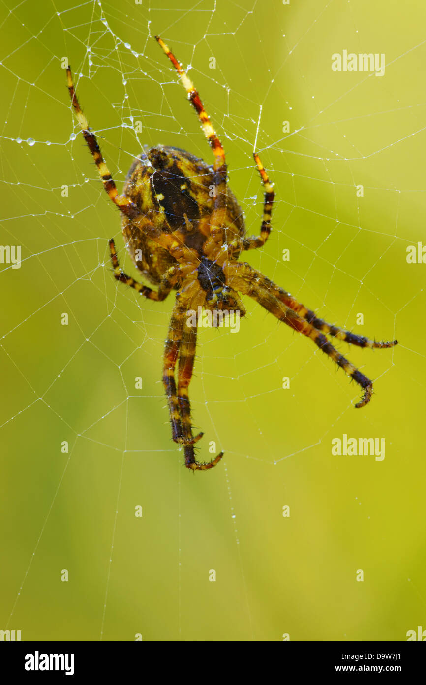 Canada, British Columbia, Vancouver Island, Spider weaving web Stock ...