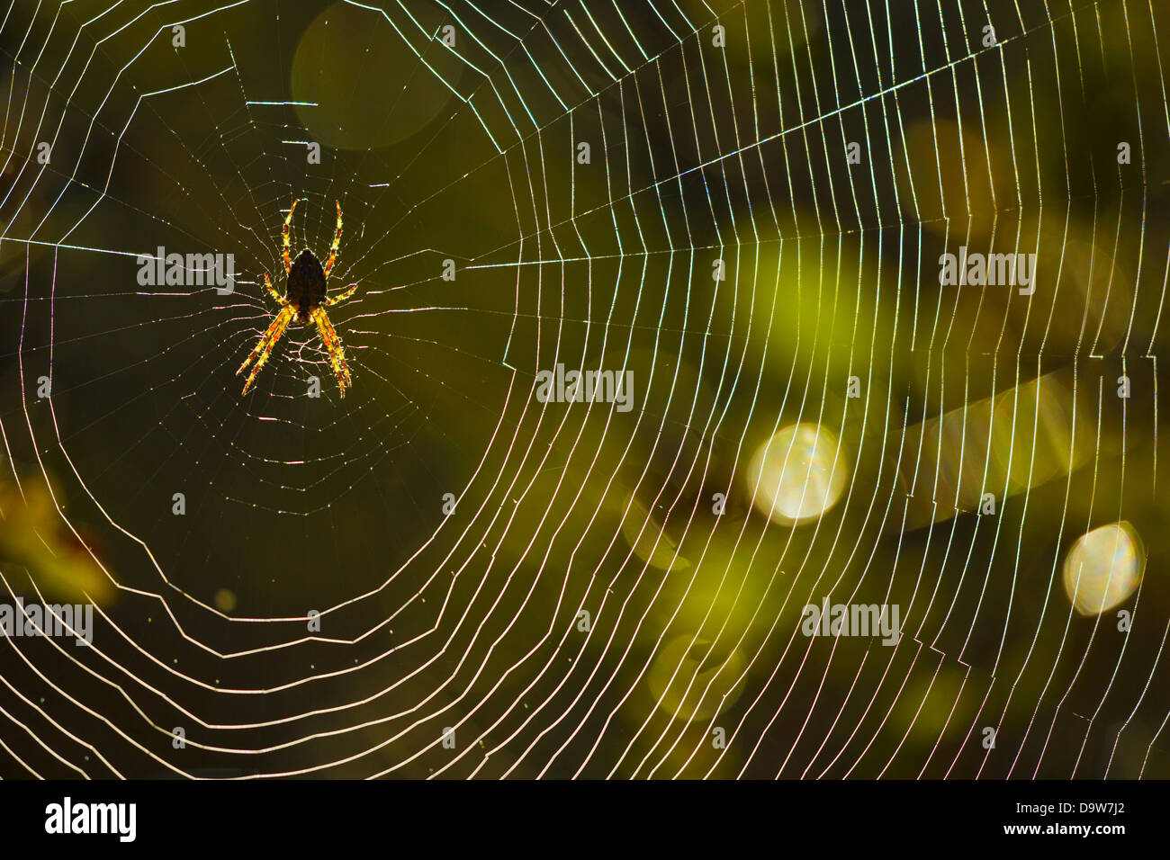 Canada, British Columbia, Vancouver Island, Spider weaving web Stock ...