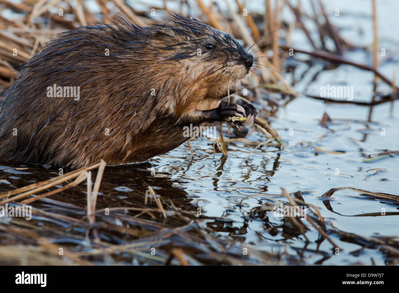 Common muskrat ondatra zibethicus hi-res stock photography and images ...