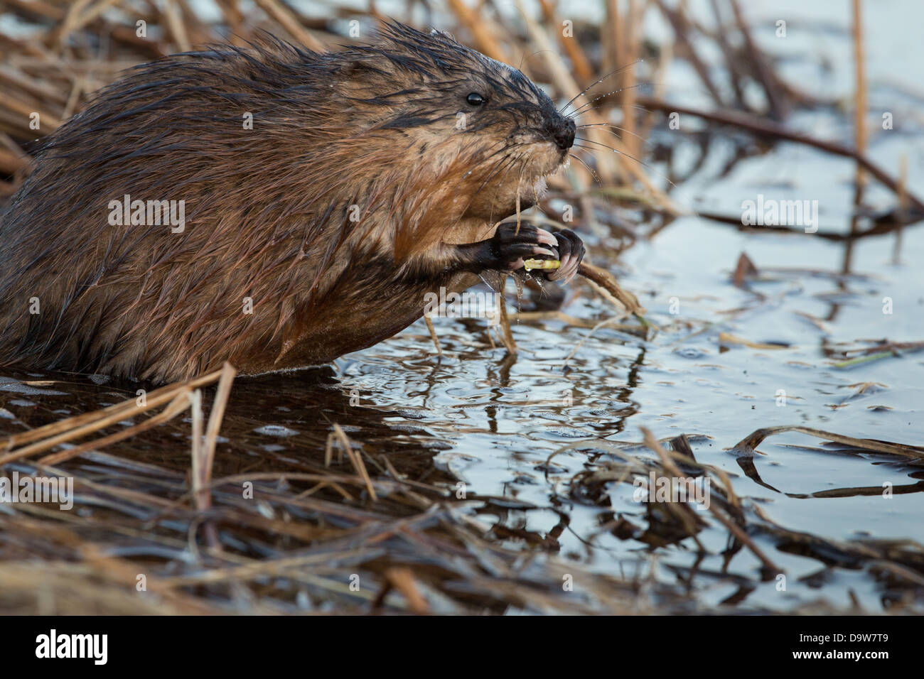 Common muskrat hi-res stock photography and images - Alamy