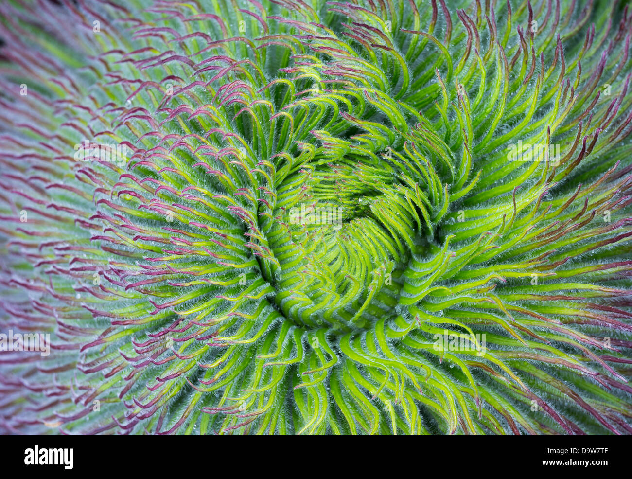 Giant Lobelia (Lobelia telekii) inflorescence growing out of the ...