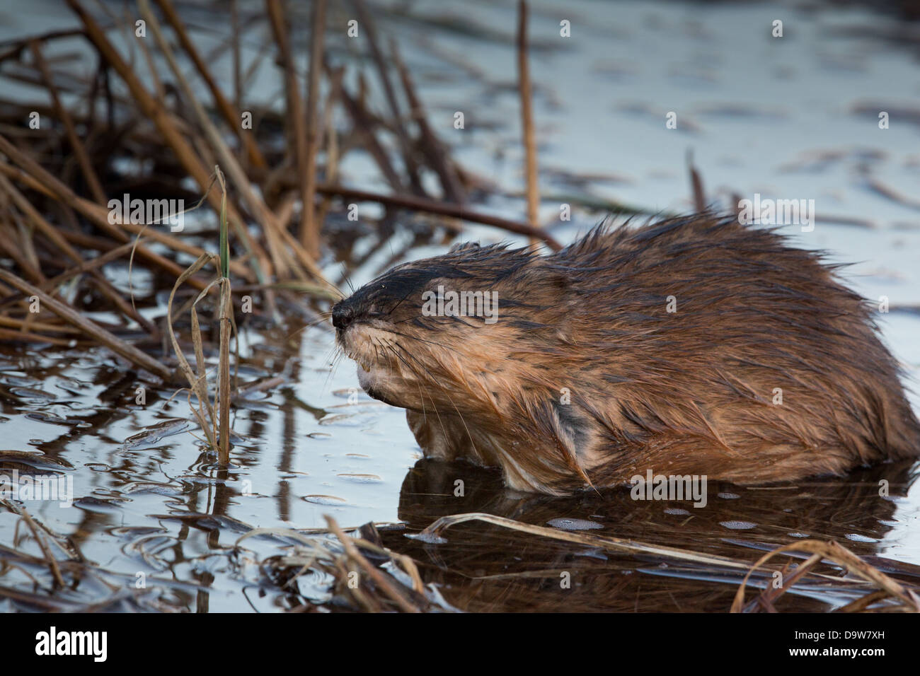 Common muskrat hi-res stock photography and images - Alamy