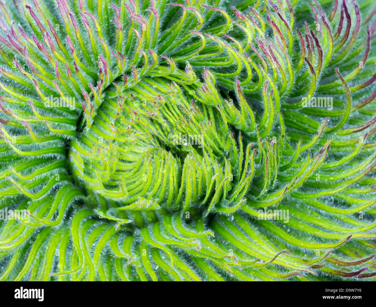 Giant Lobelia (Lobelia telekii) inflorescence growing out of the ...