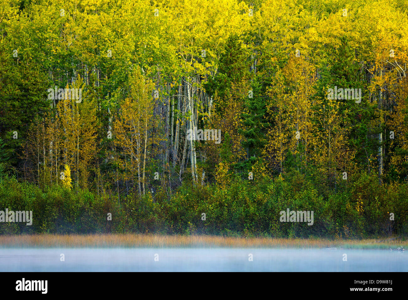 Canada, Alberta, Jasper National Park, Patricia Lake Stock Photo - Alamy