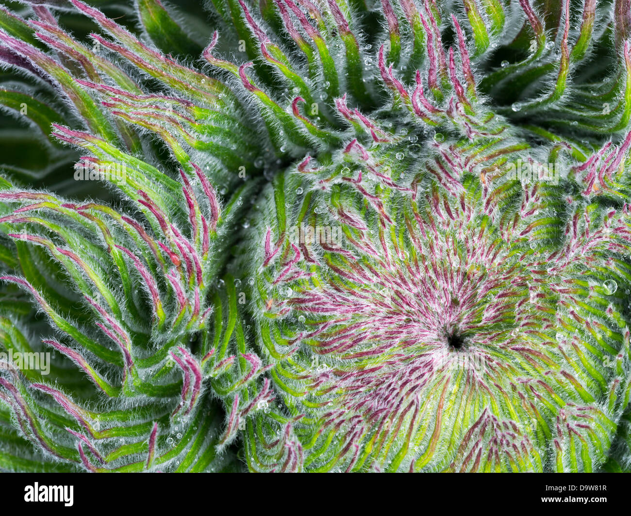 Giant Lobelia (Lobelia telekii) inflorescence growing out of the ...