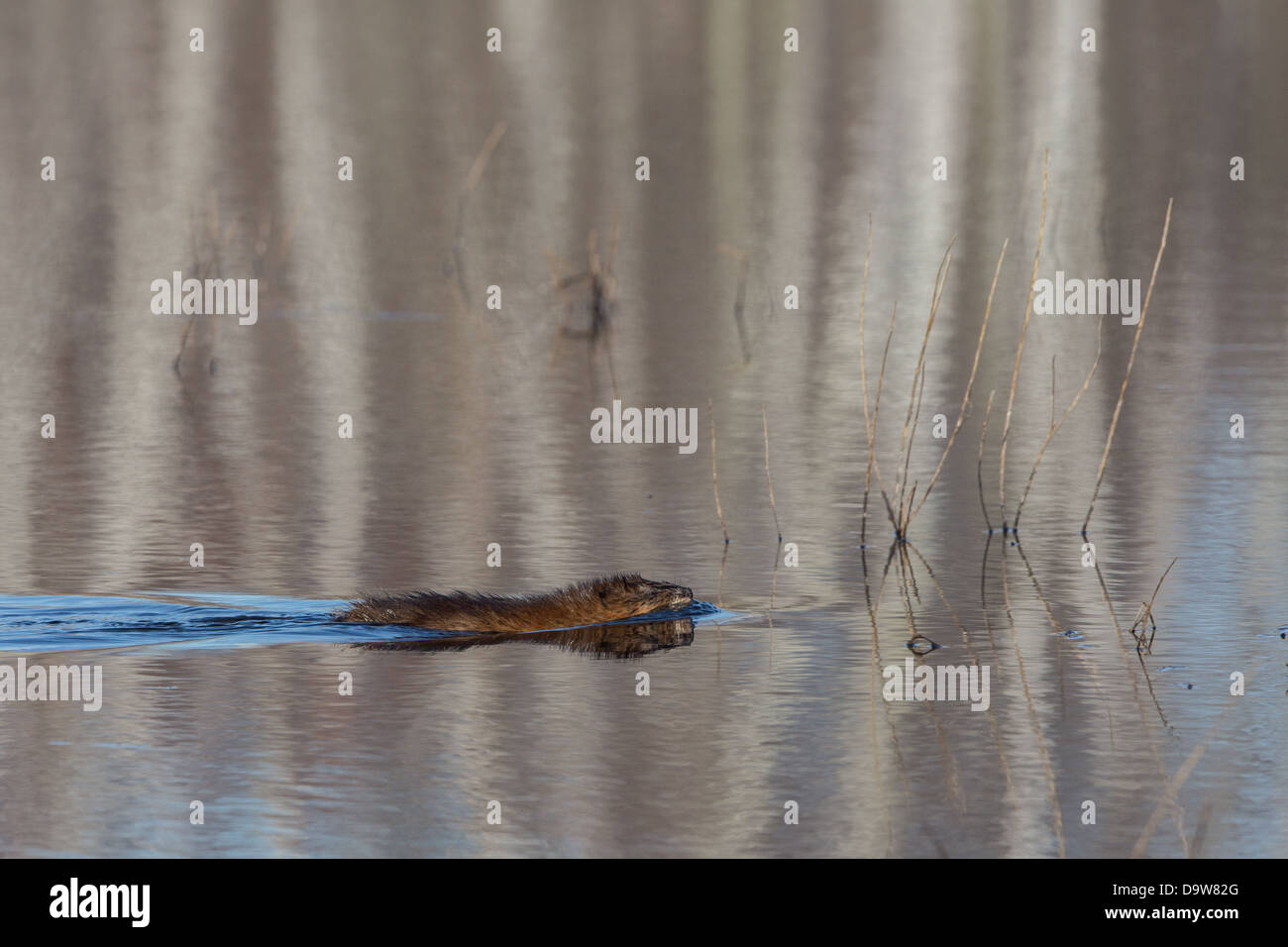 Wisconsin muskrat hi-res stock photography and images - Alamy