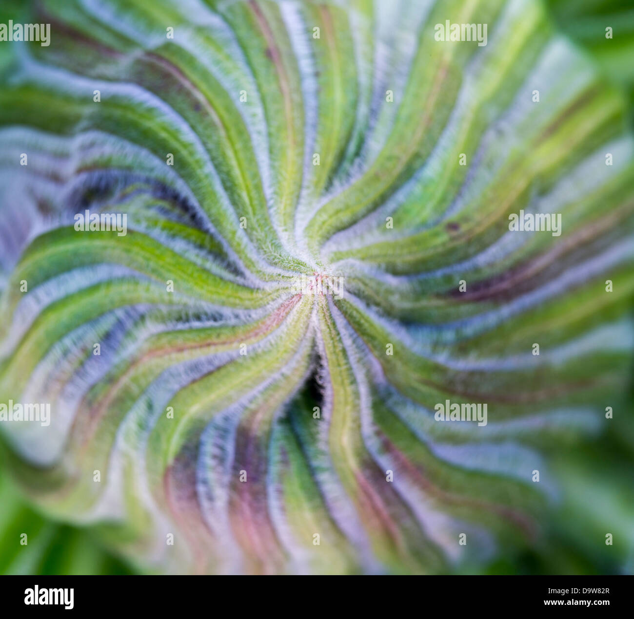 Giant Lobelia (Lobelia telekii) inflorescence growing out of the ...