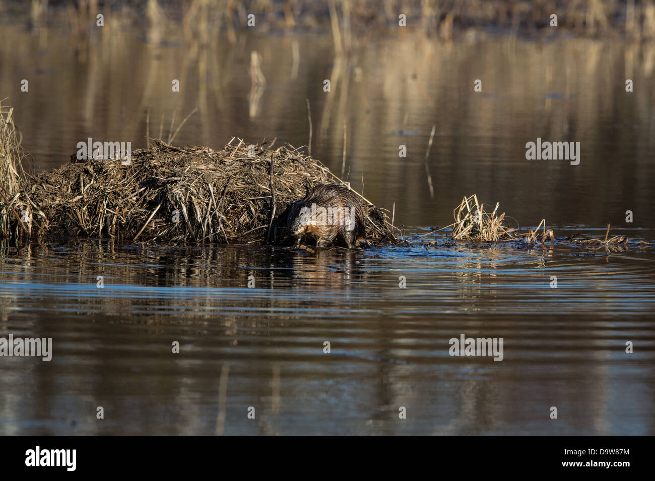 Muskrat house hi-res stock photography and images - Alamy