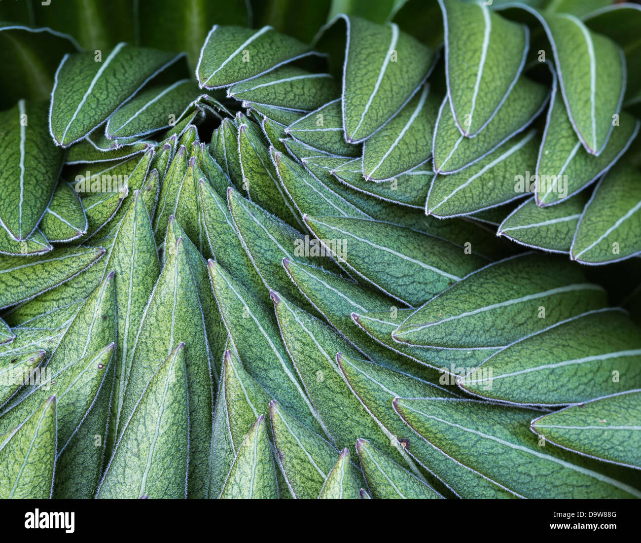 Giant Lobelia (Lobelia telekii) rosette of leaves, Mount Kenya National ...
