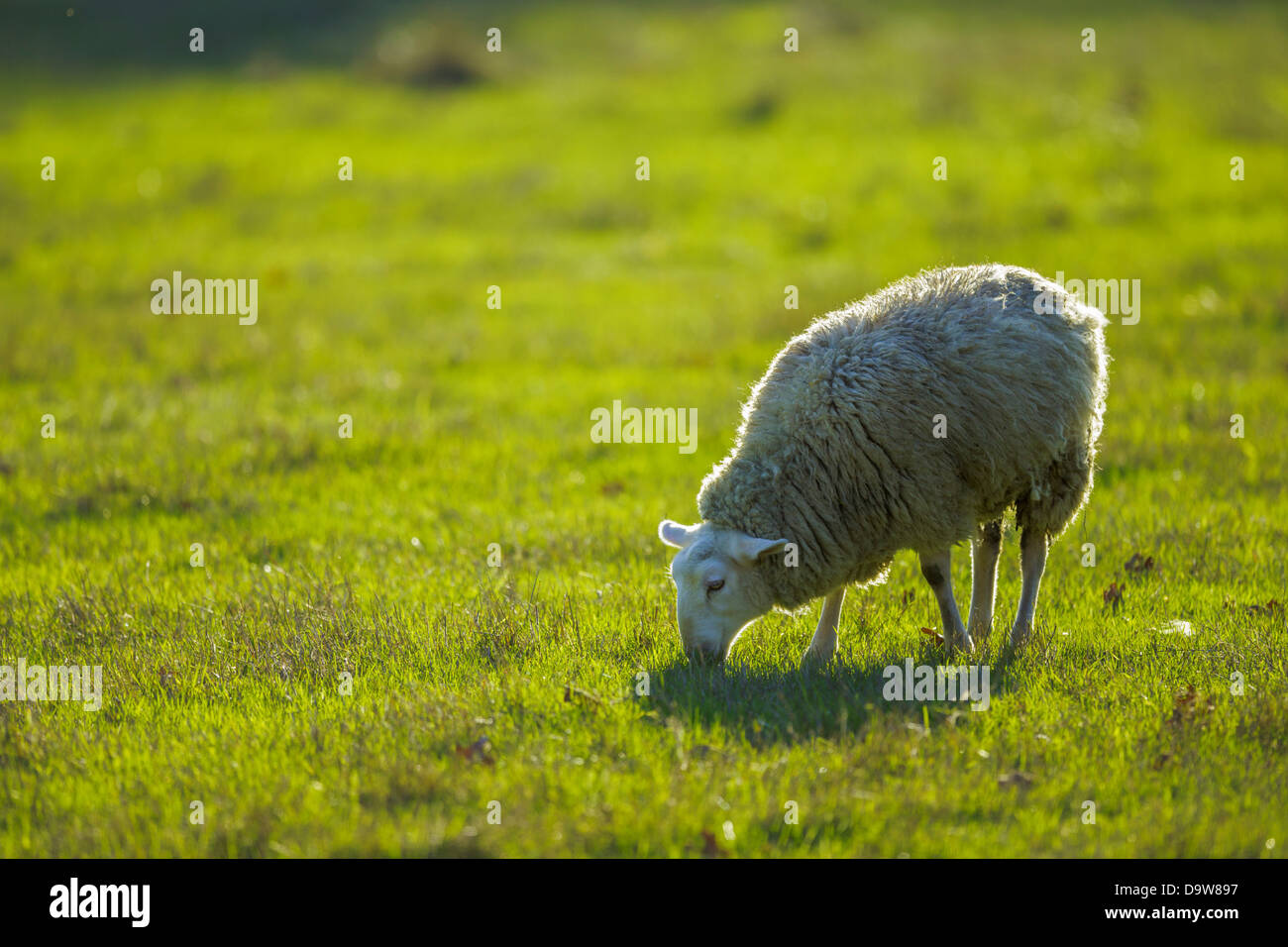 Canada, British Columbia, Vancouver Island, Metchosin area, Grazing ...