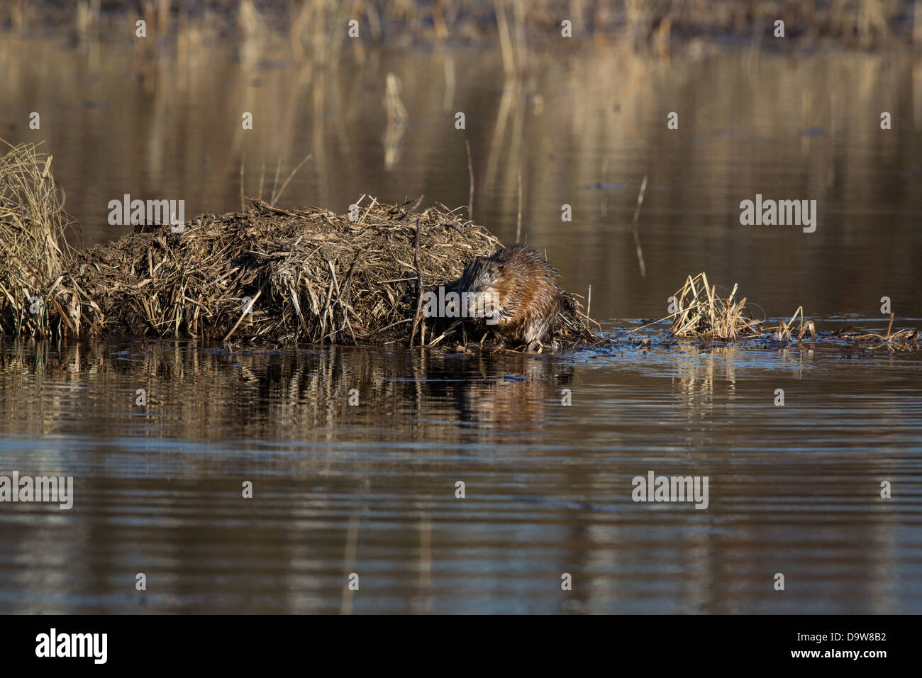 Muskrat house hi-res stock photography and images - Alamy